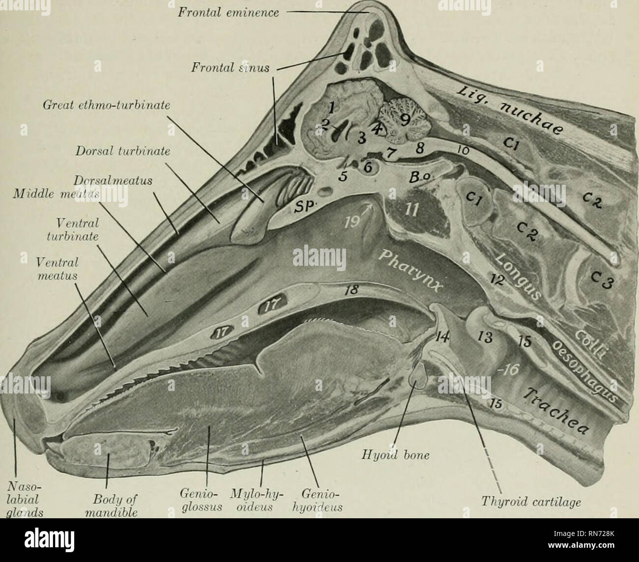 . The anatomy of the domestic animals. Veterinary anatomy. RESPIRATORY ...