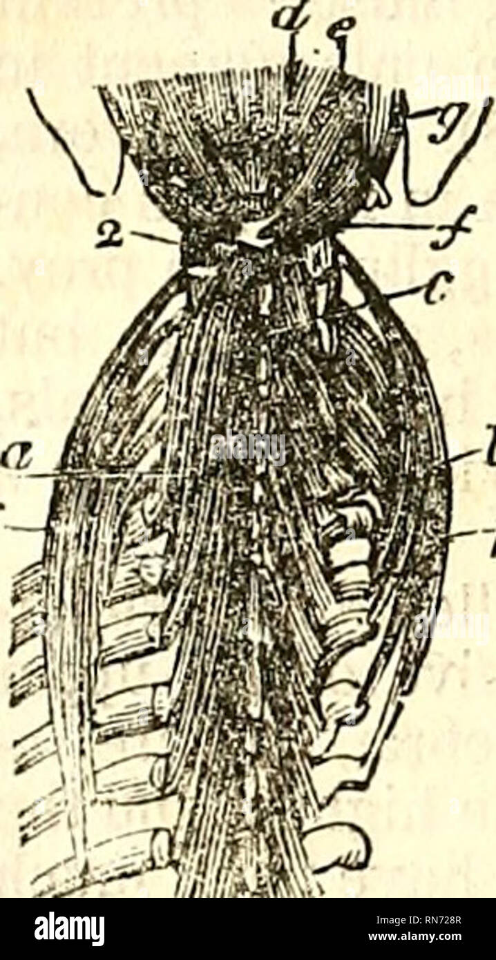 Transverse processes of cervical vertebrae hi-res stock photography and ...