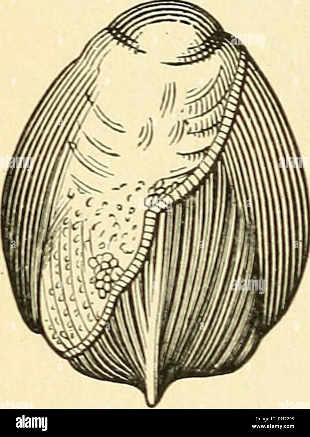 Cyrtoceras High Resolution Stock Photography and Images - Alamy
