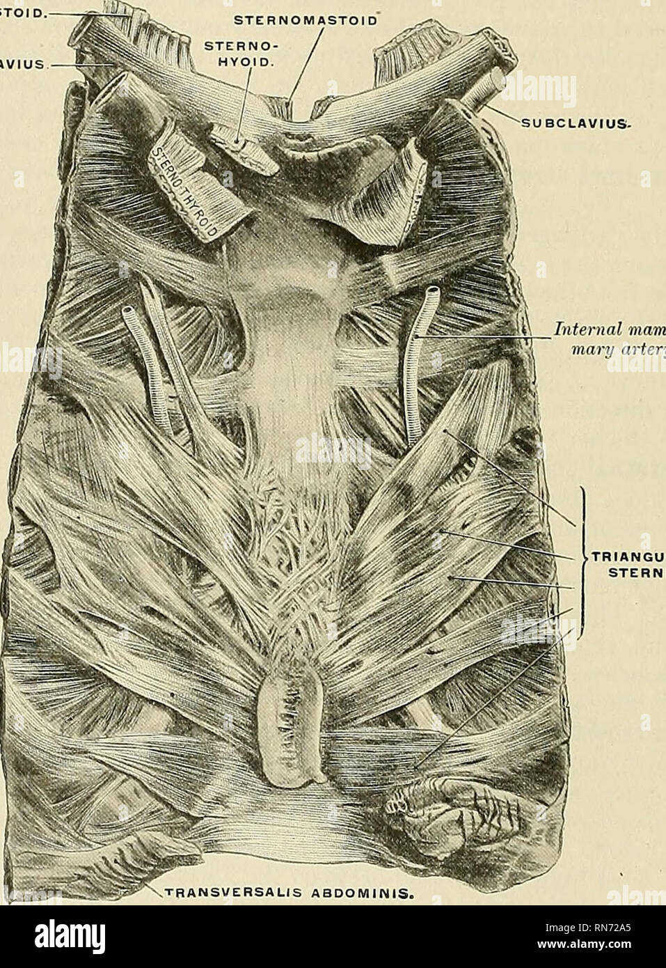 . Anatomy, descriptive and applied. Anatomy. 418 THE MUSCLES AND FASCIA ...