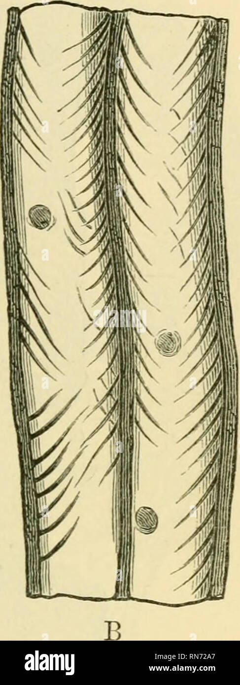 Prototaxites hi-res stock photography and images - Alamy