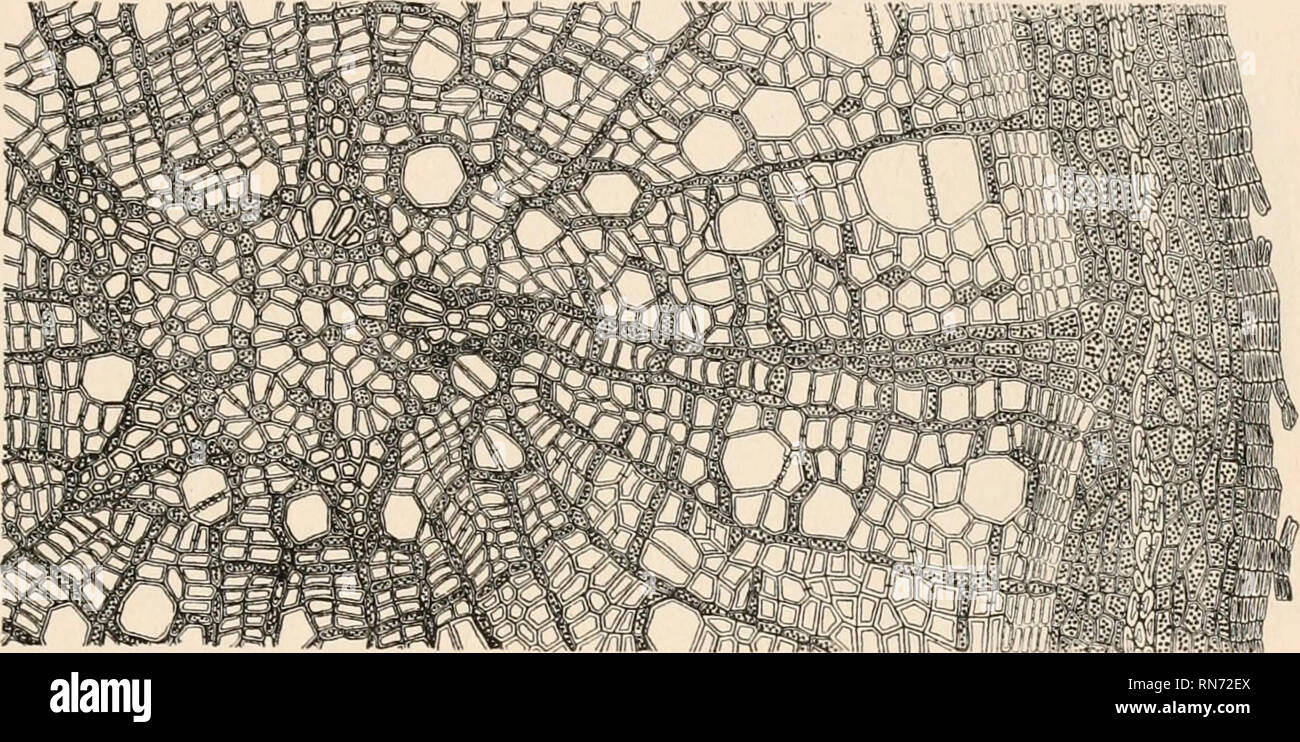 . The anatomy of woody plants. Botany -- Anatomy. THE ROOT the ...