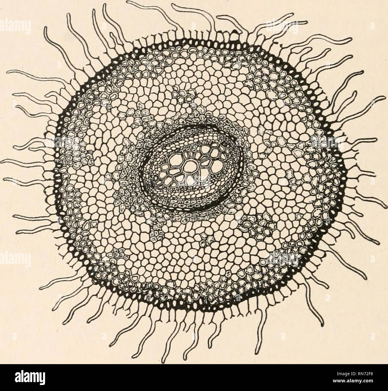 Primitive conifers hi-res stock photography and images - Alamy