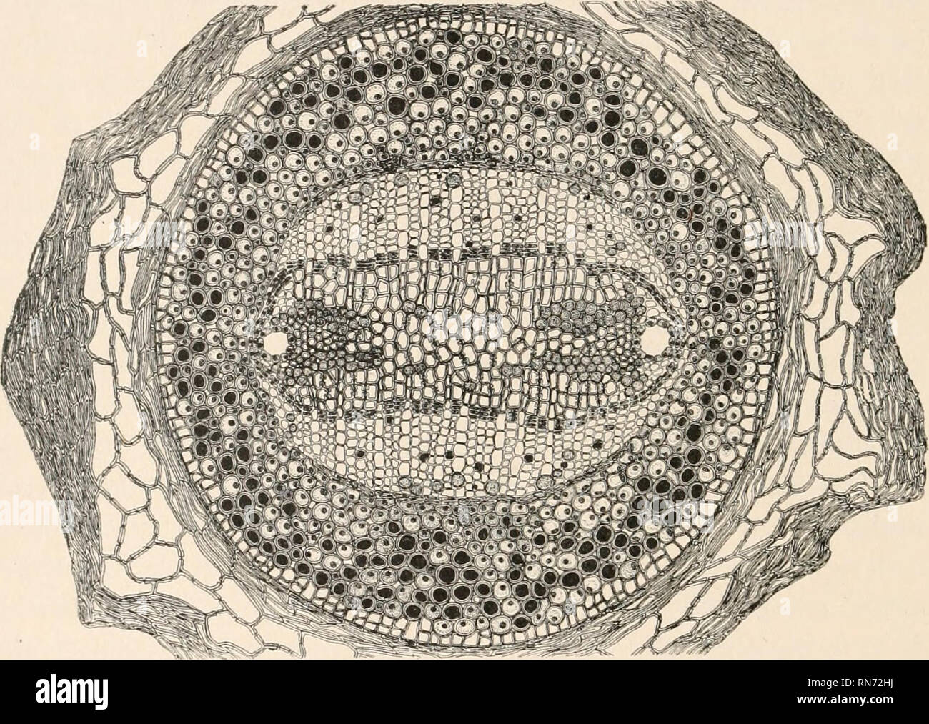 . The anatomy of woody plants. Botany -- Anatomy. 148 THE ANATOMY OF ...