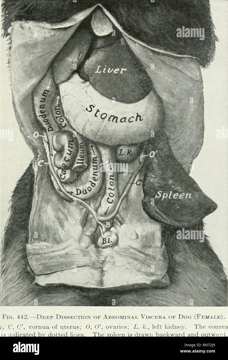 . The anatomy of the domestic animals. Veterinary anatomy. THE ...