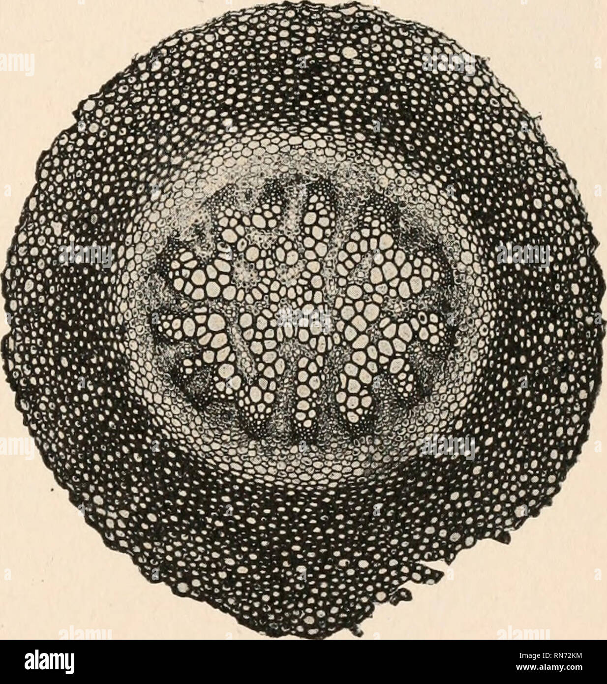 . The anatomy of woody plants. Botany -- Anatomy. CHAPTER XII THE ROOT ...