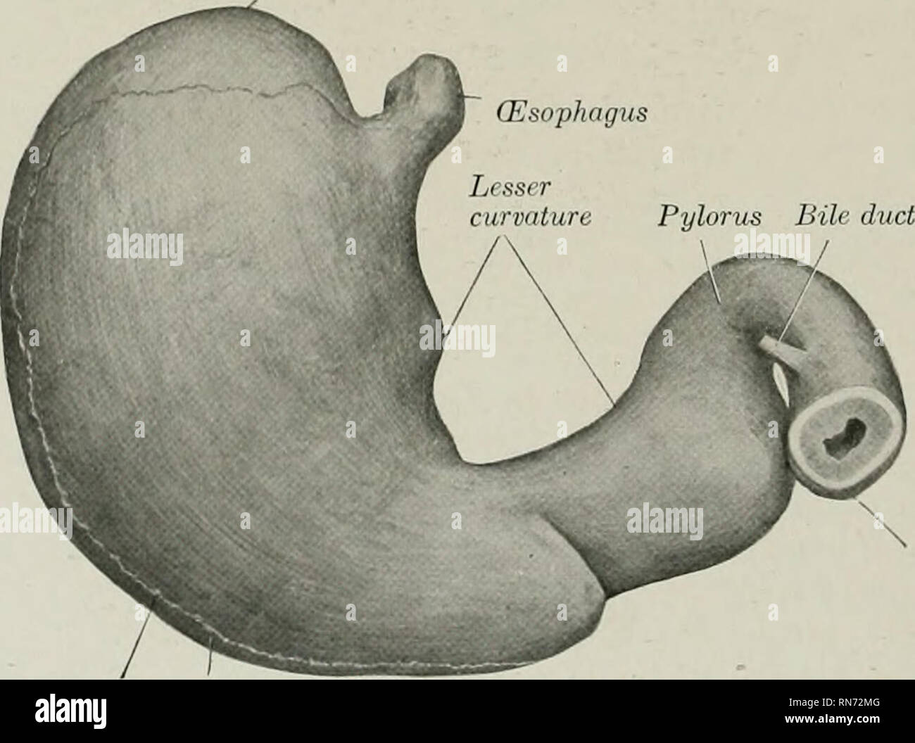 . The anatomy of the domestic animals. Veterinary anatomy. Fig. 43S ...