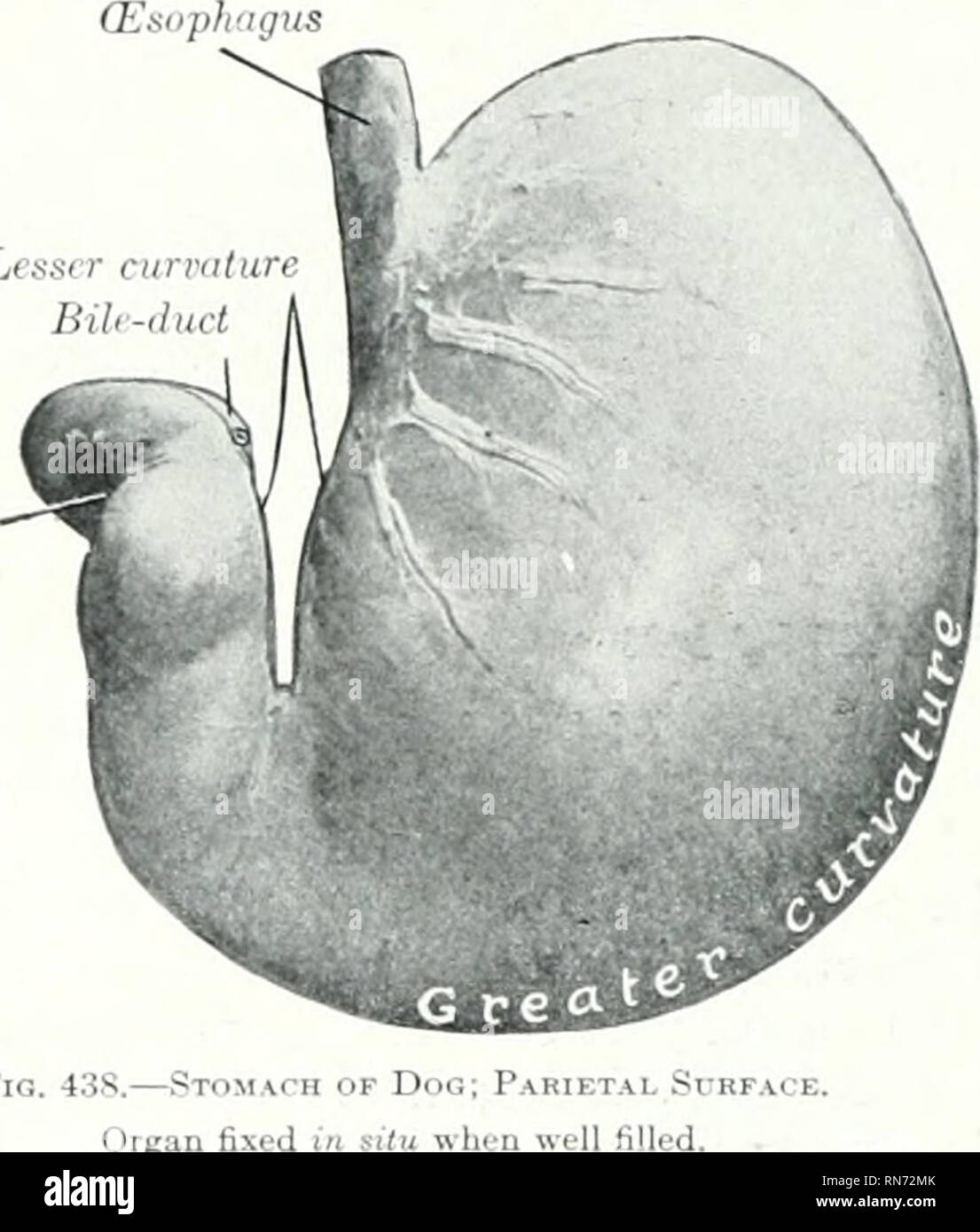 Dog digestive system hi-res stock photography and images - Alamy