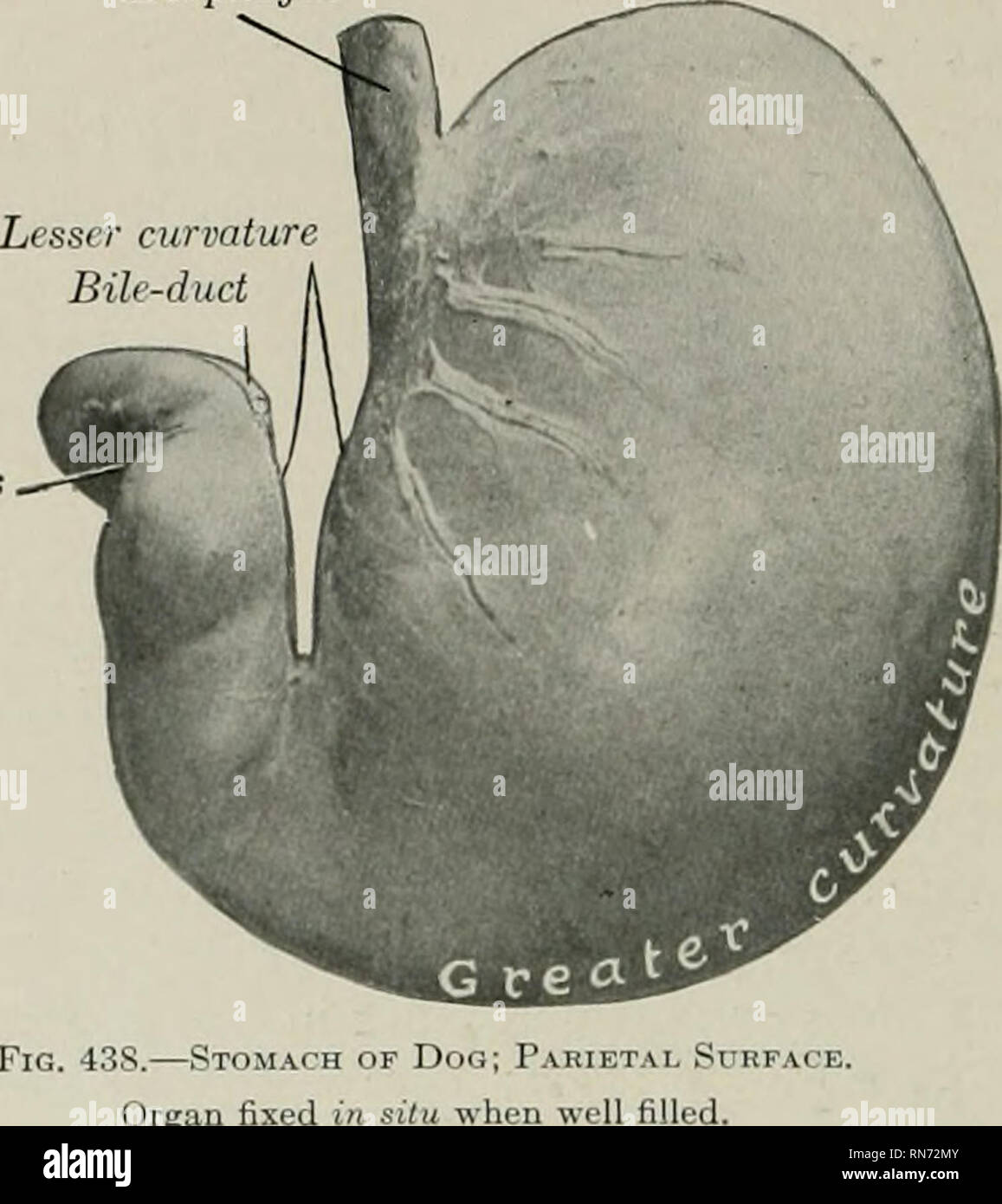Dog digestive system hi-res stock photography and images - Alamy