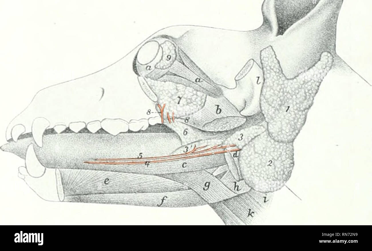 Dog digestive system hi-res stock photography and images - Alamy