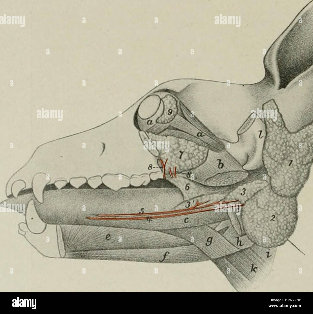 Dog digestive system hi-res stock photography and images - Alamy