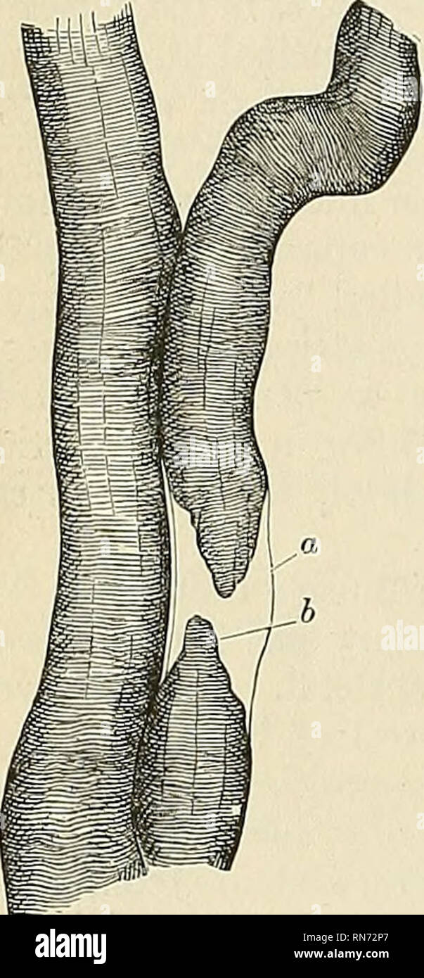. Anatomy, descriptive and applied. Anatomy. 356 THE MUSCLES AND ...