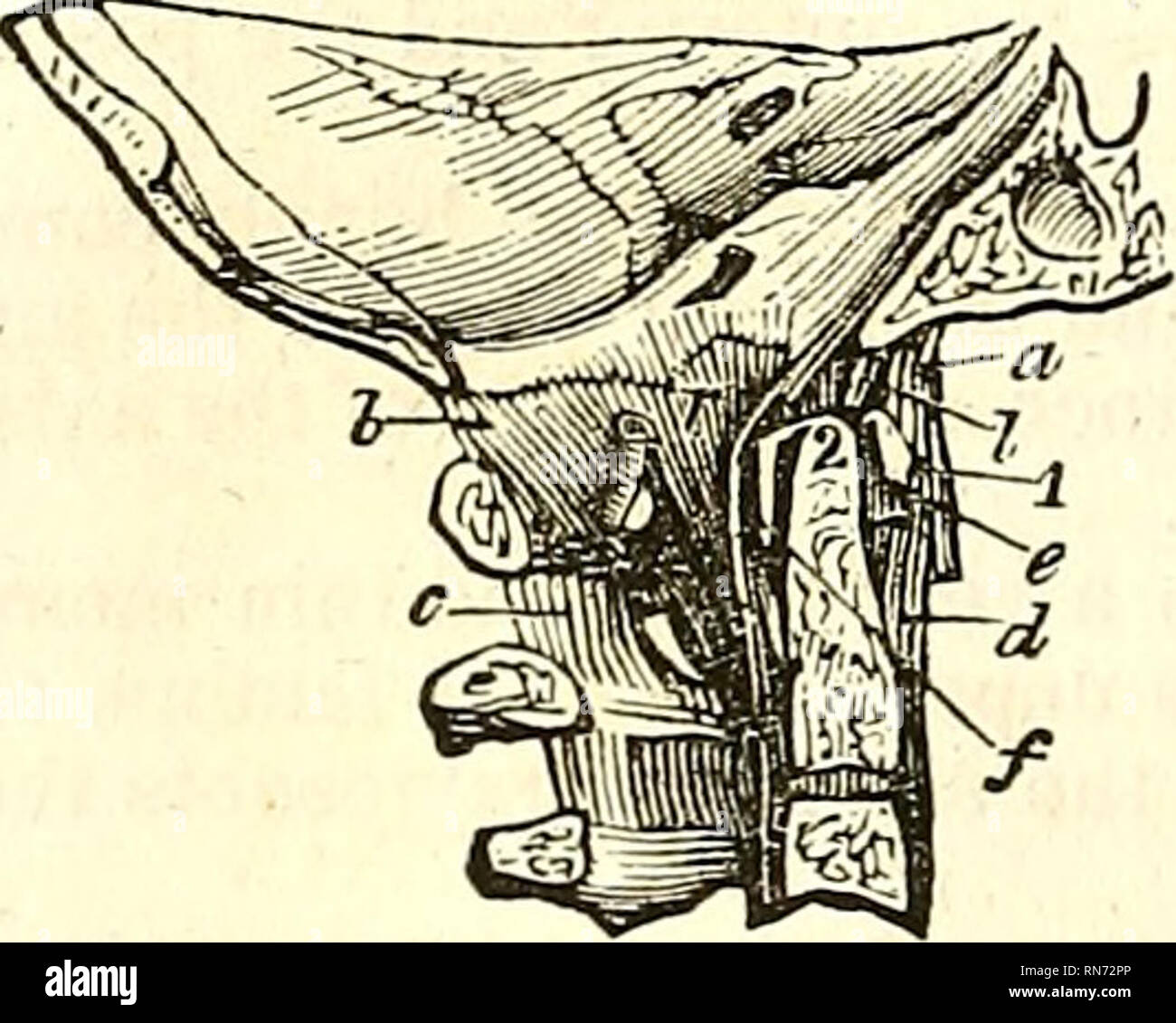 Arthrology hi-res stock photography and images - Alamy