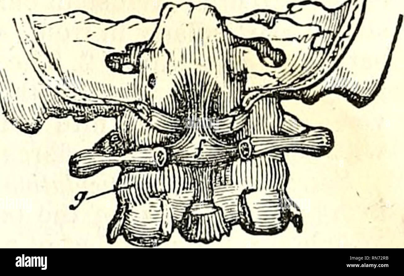 Jugular process of the occipital bone hi-res stock photography and ...