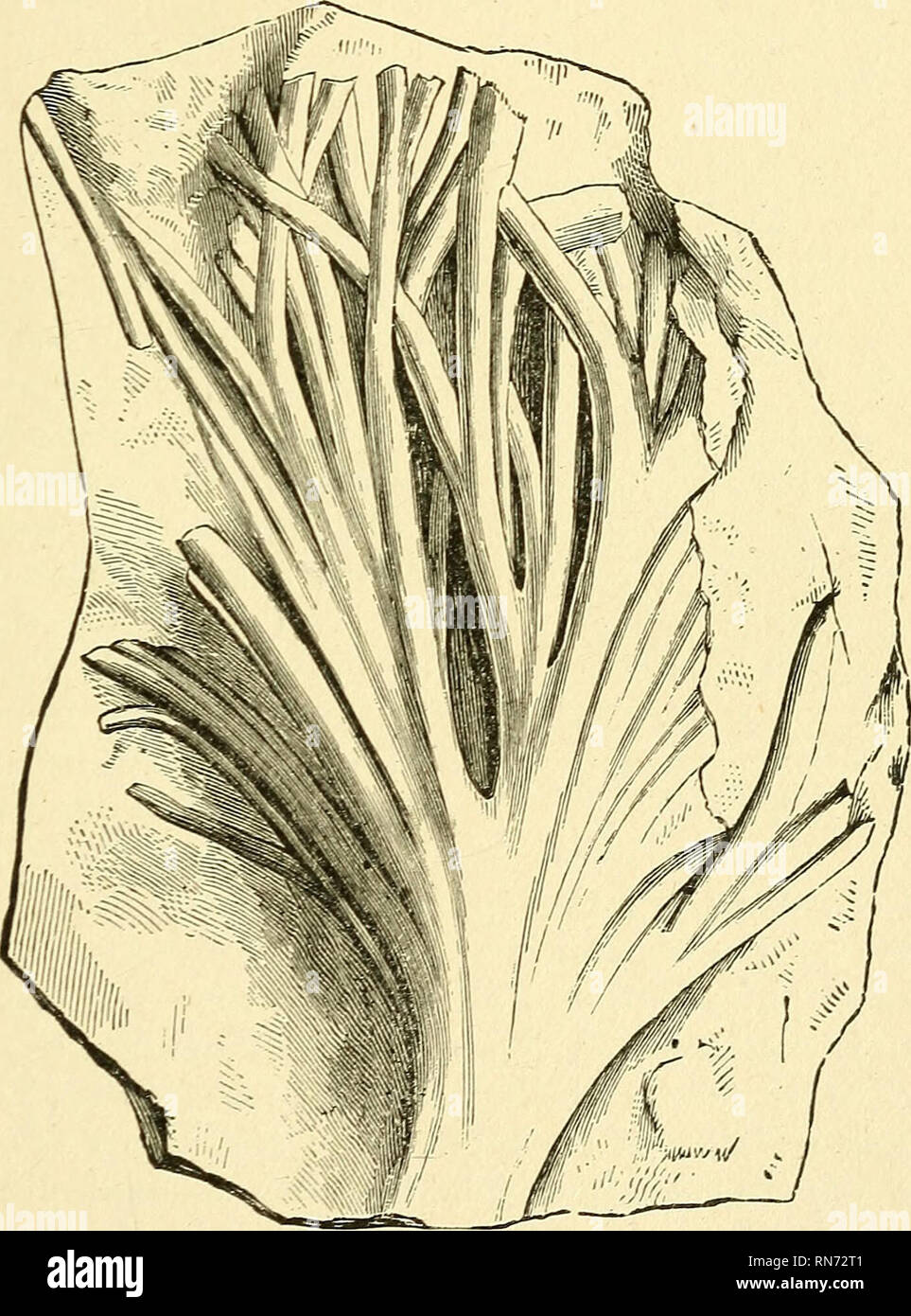 Life in the silurian age hi-res stock photography and images - Alamy