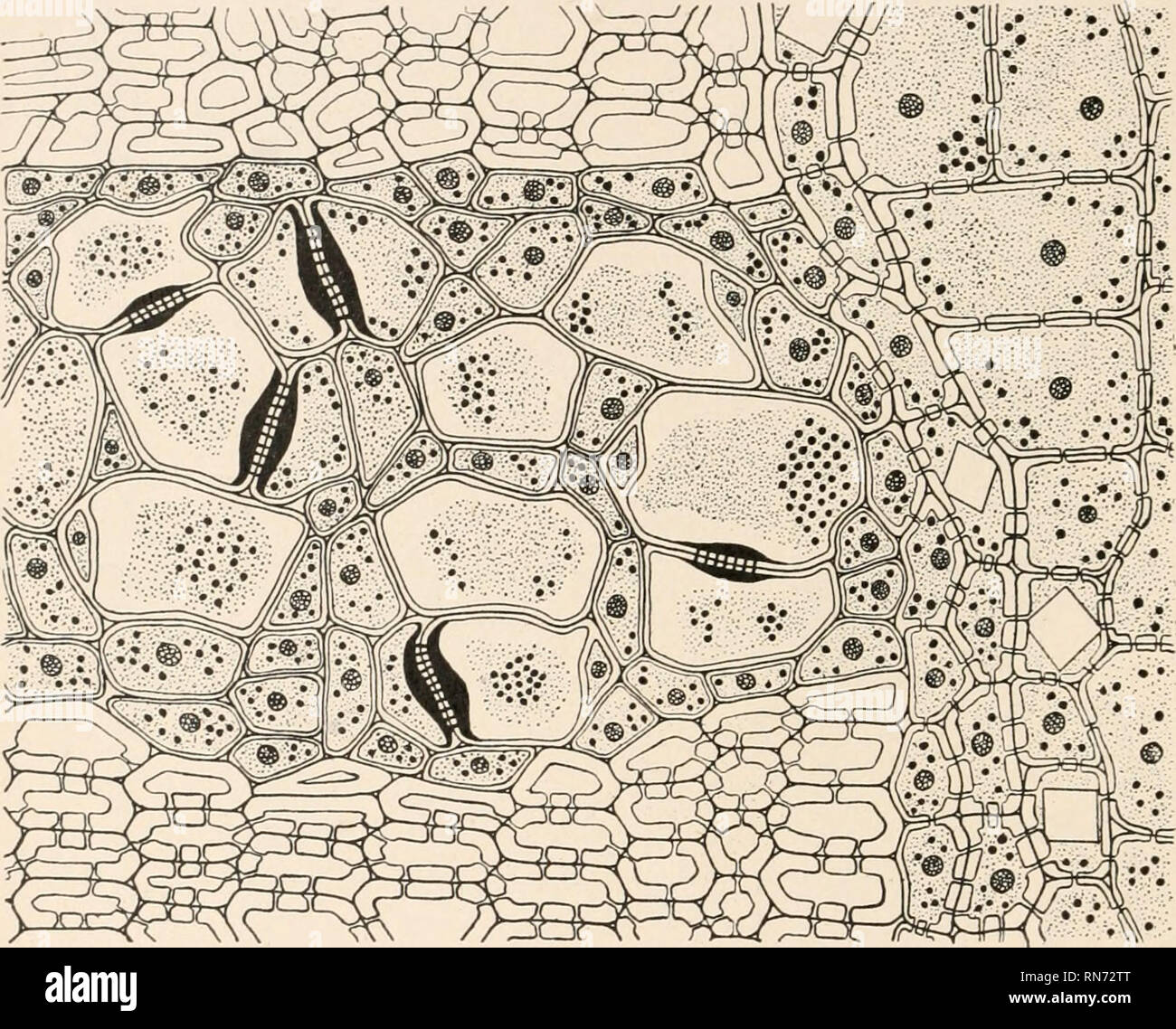 Phloem sieve plates hi-res stock photography and images - Alamy