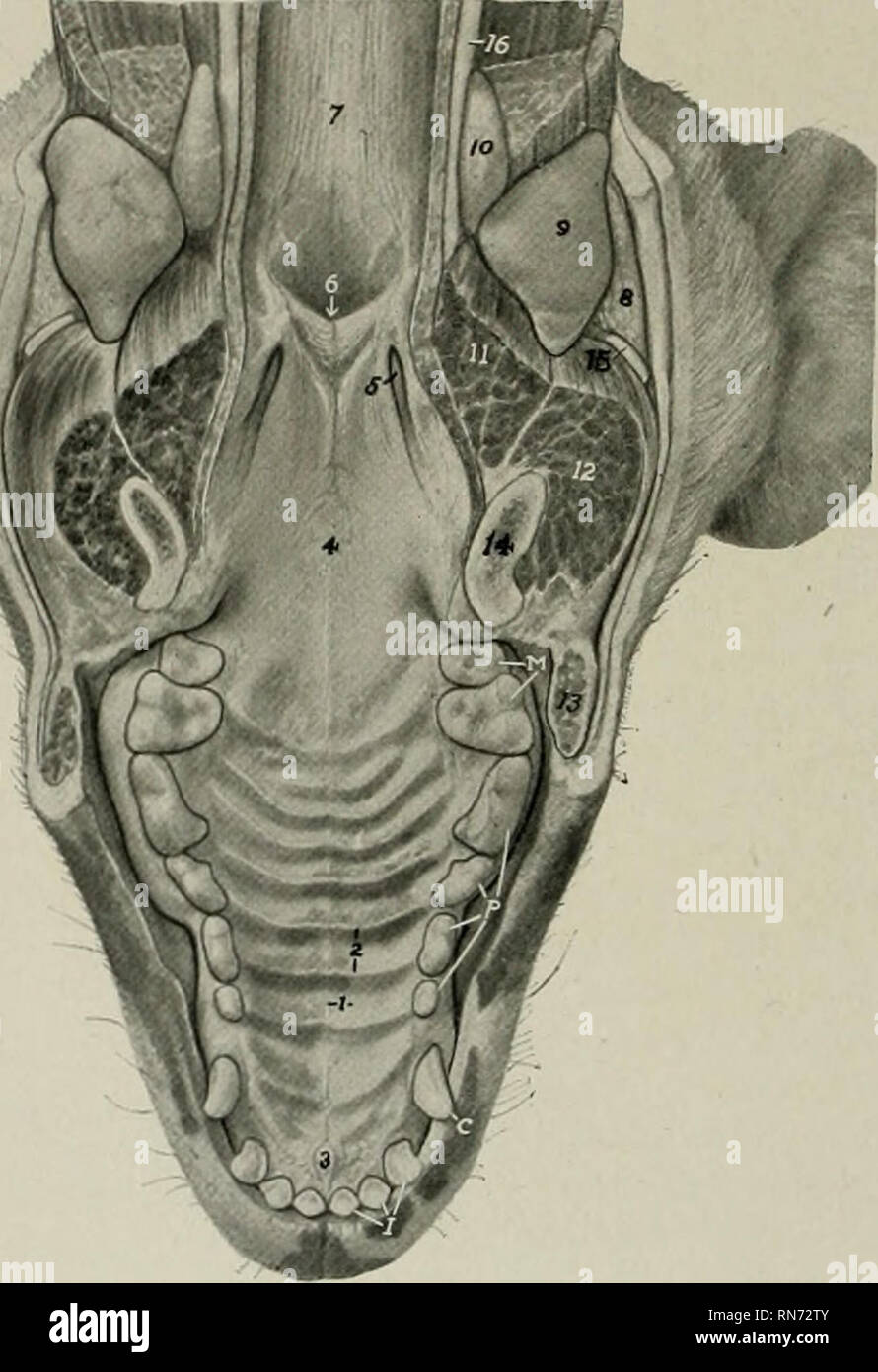 . The anatomy of the domestic animals. Veterinary anatomy. 492 ...