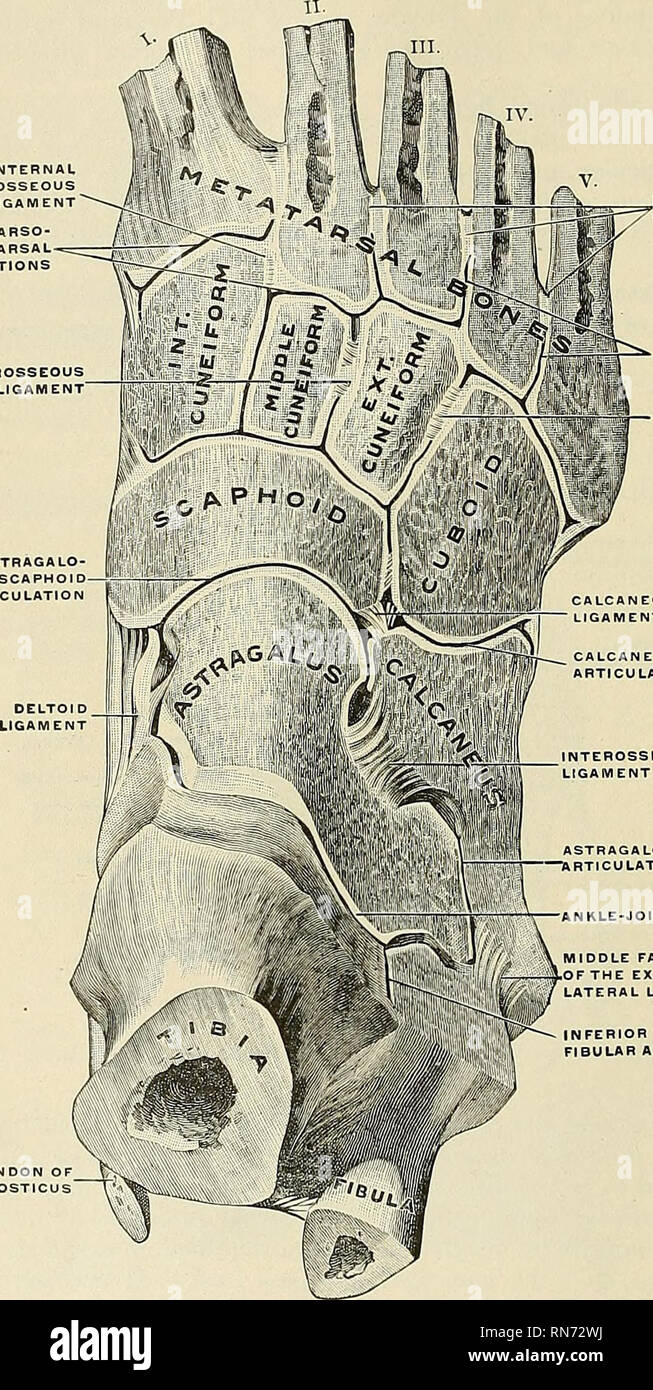 . Anatomy, descriptive and applied. Anatomy. 344 THE ARTICULATIONS, OR ...