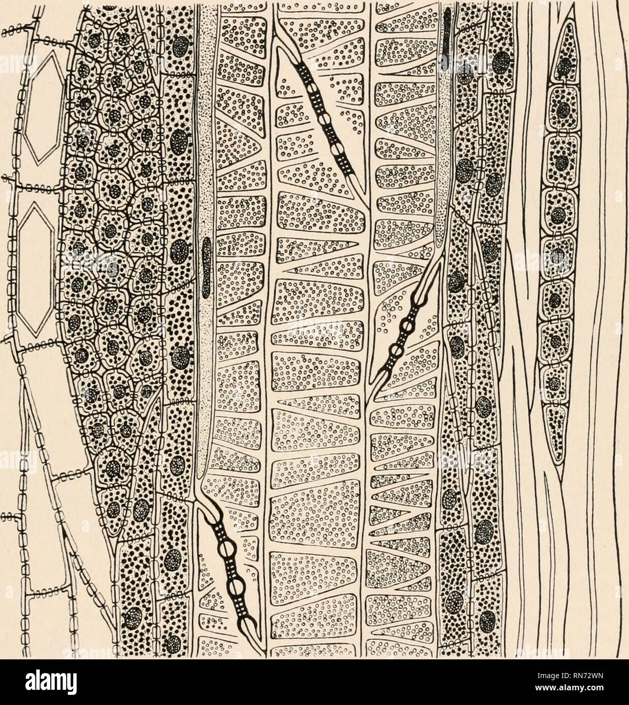 . The anatomy of woody plants. Botany -- Anatomy. FIBROVASCULAR TISSUES ...