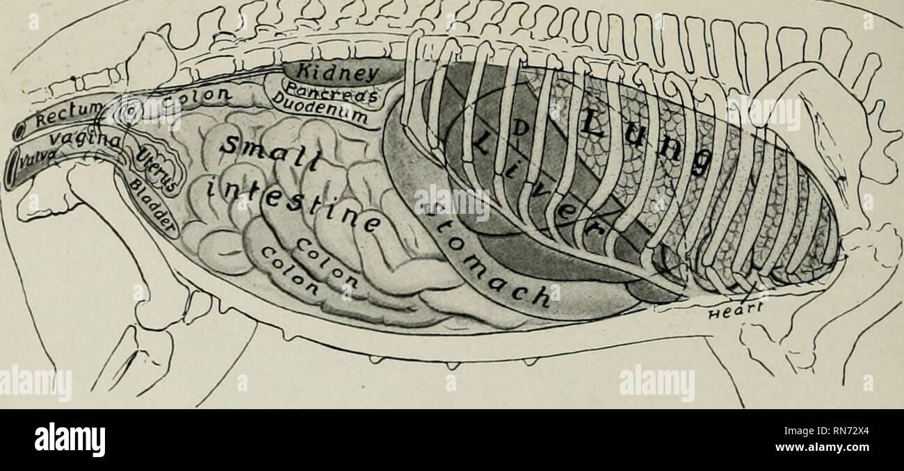 . The anatomy of the domestic animals. Veterinary anatomy. Fig. 430 ...