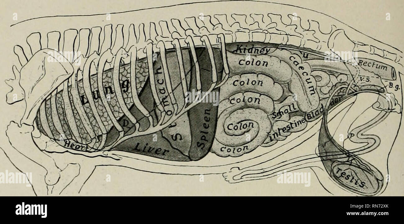 . The anatomy of the domestic animals. Veterinary anatomy. 490 ...
