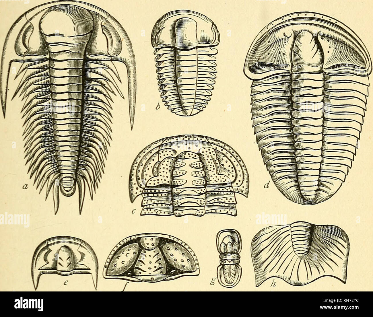 . The ancient life-history of the earth; a comprehensive outline of the ...
