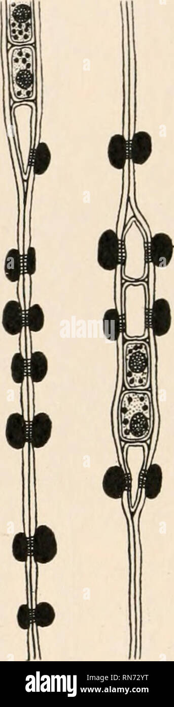 Callus cells hi-res stock photography and images - Alamy