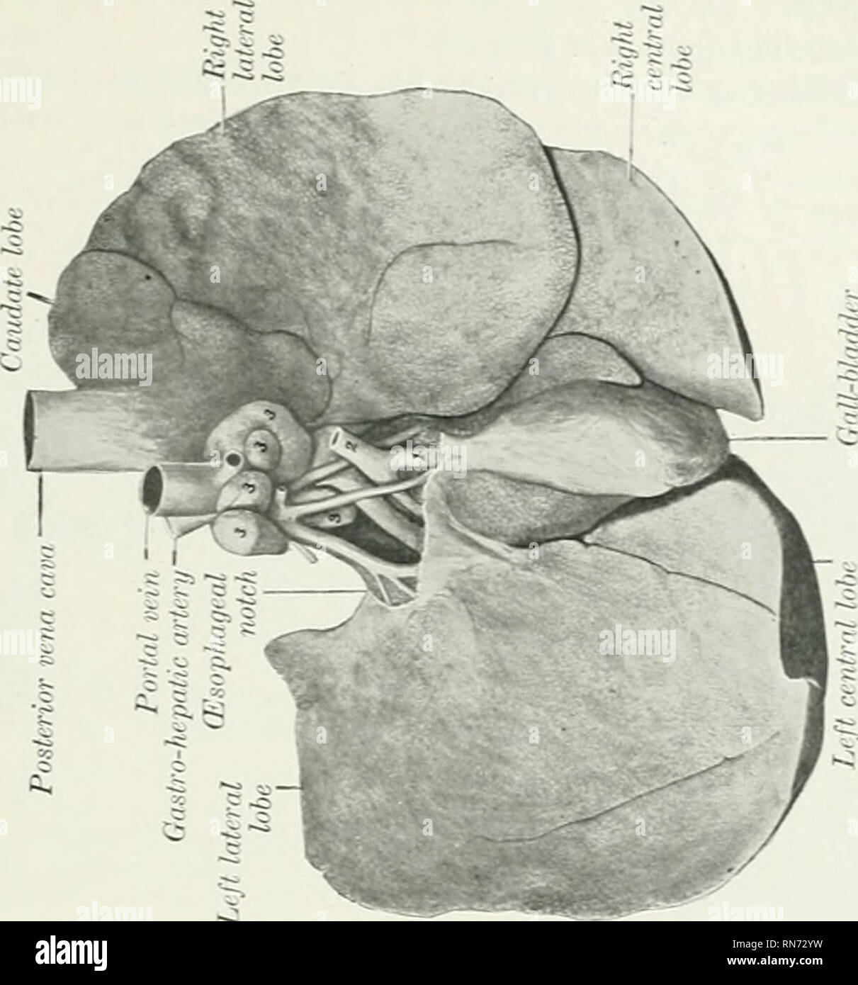 . The anatomy of the domestic animals. Veterinary anatomy. THE LIVER ...