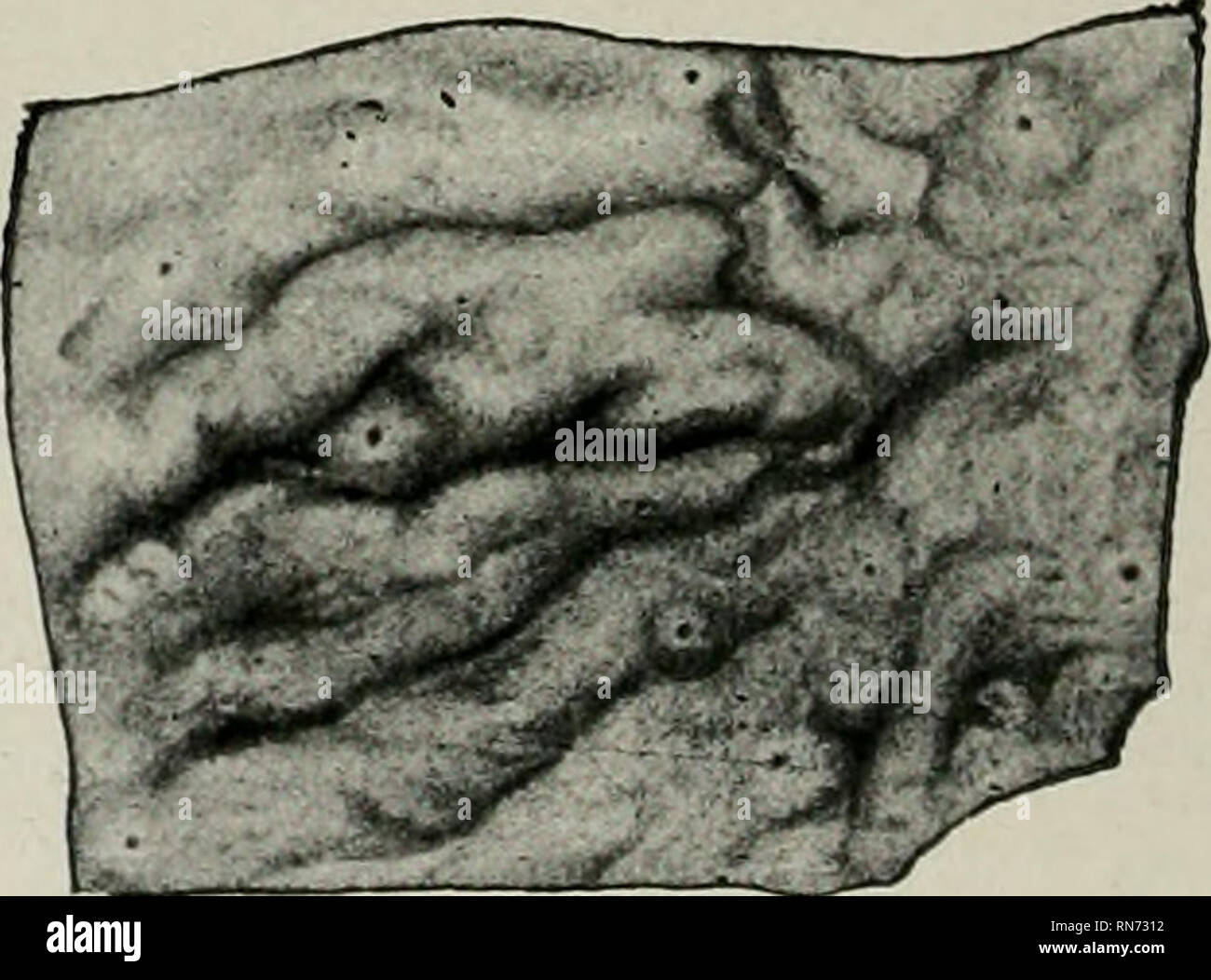 . The anatomy of the domestic animals. Veterinary anatomy. Fig. 425 ...