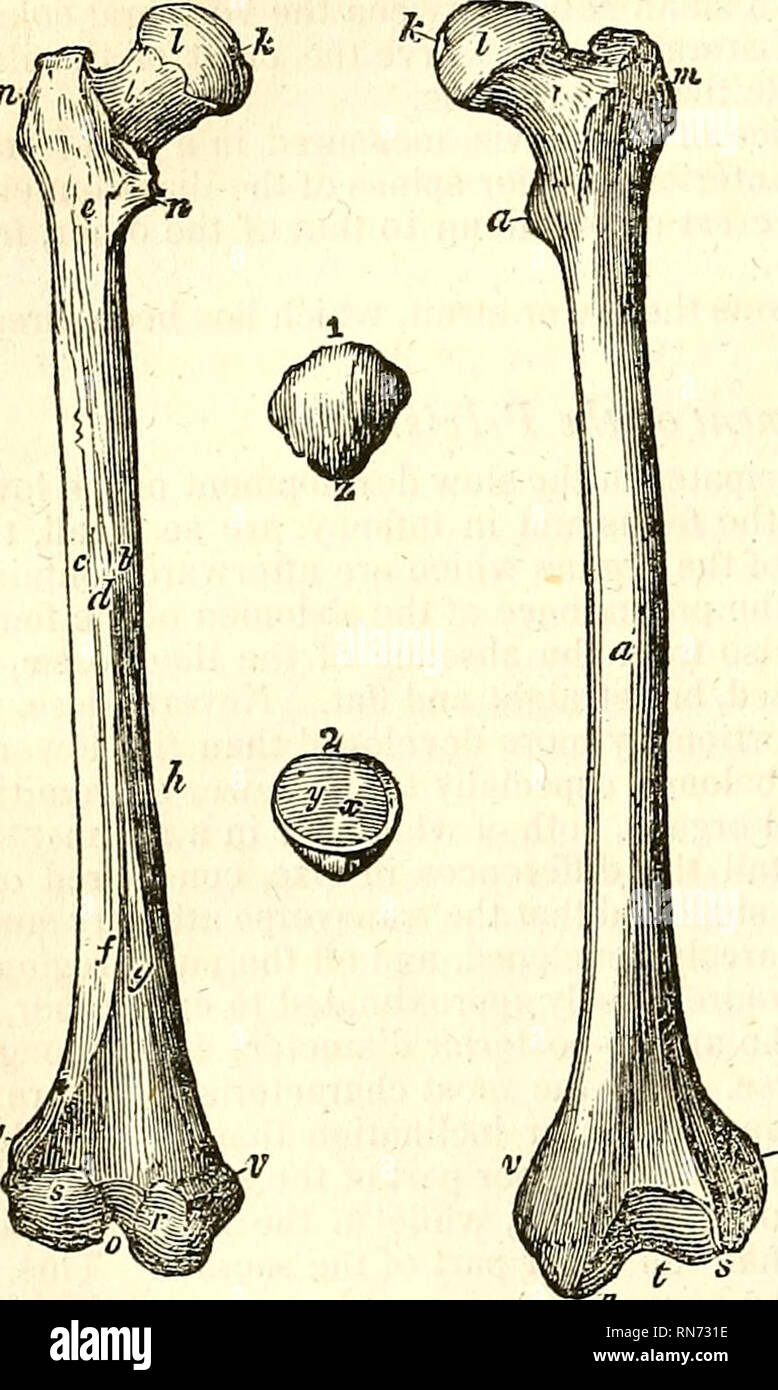 Femoral shaft hi-res stock photography and images - Alamy