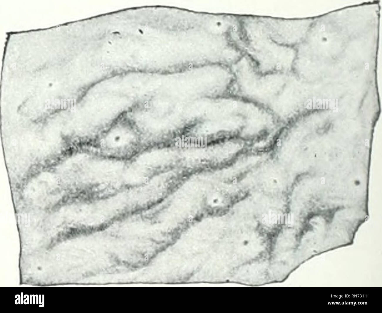 Pig pancreas hi-res stock photography and images - Alamy