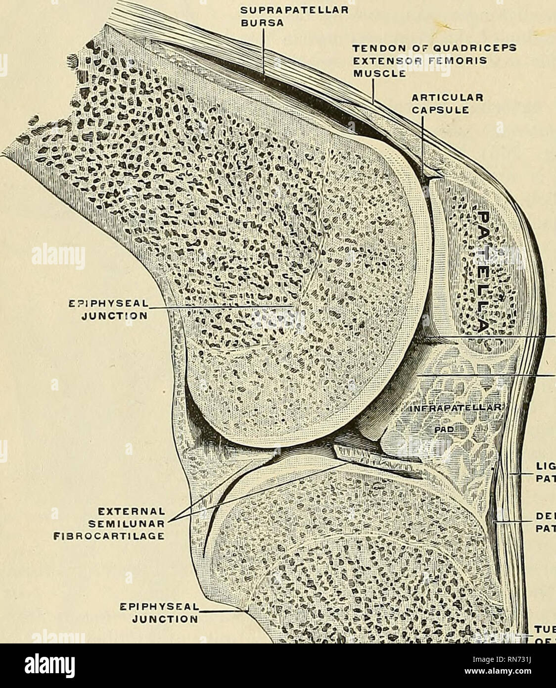 . Anatomy, descriptive and applied. Anatomy. 334 THE ARTICULATIONS, OR ...