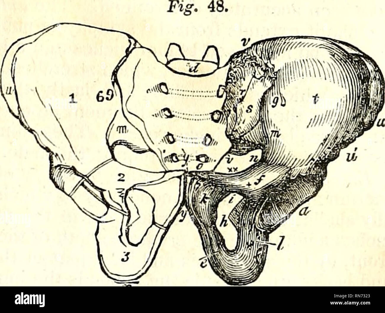 . The anatomy of the human body. Human anatomy; Anatomy. THE PELVIS IN ...