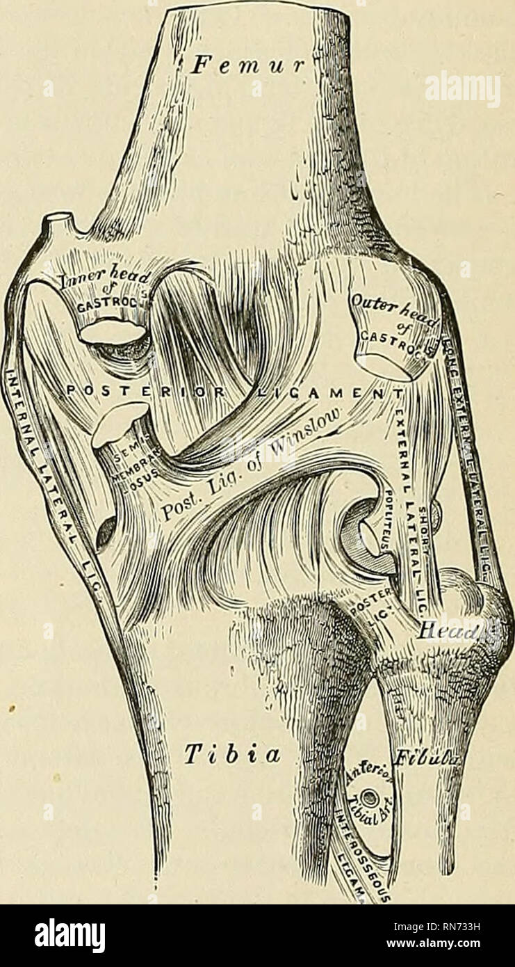 Popliteal Fossa Floor