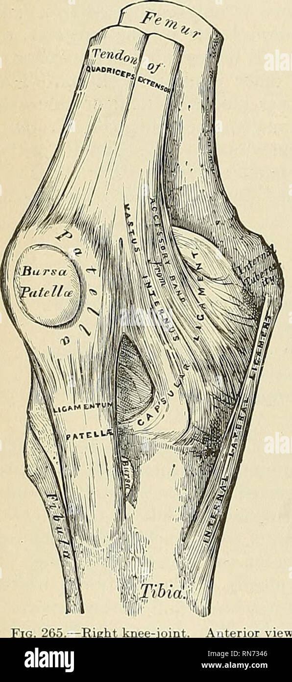 . Anatomy, descriptive and applied. Anatomy. 332 THE ARTICULATIONS, OB ...