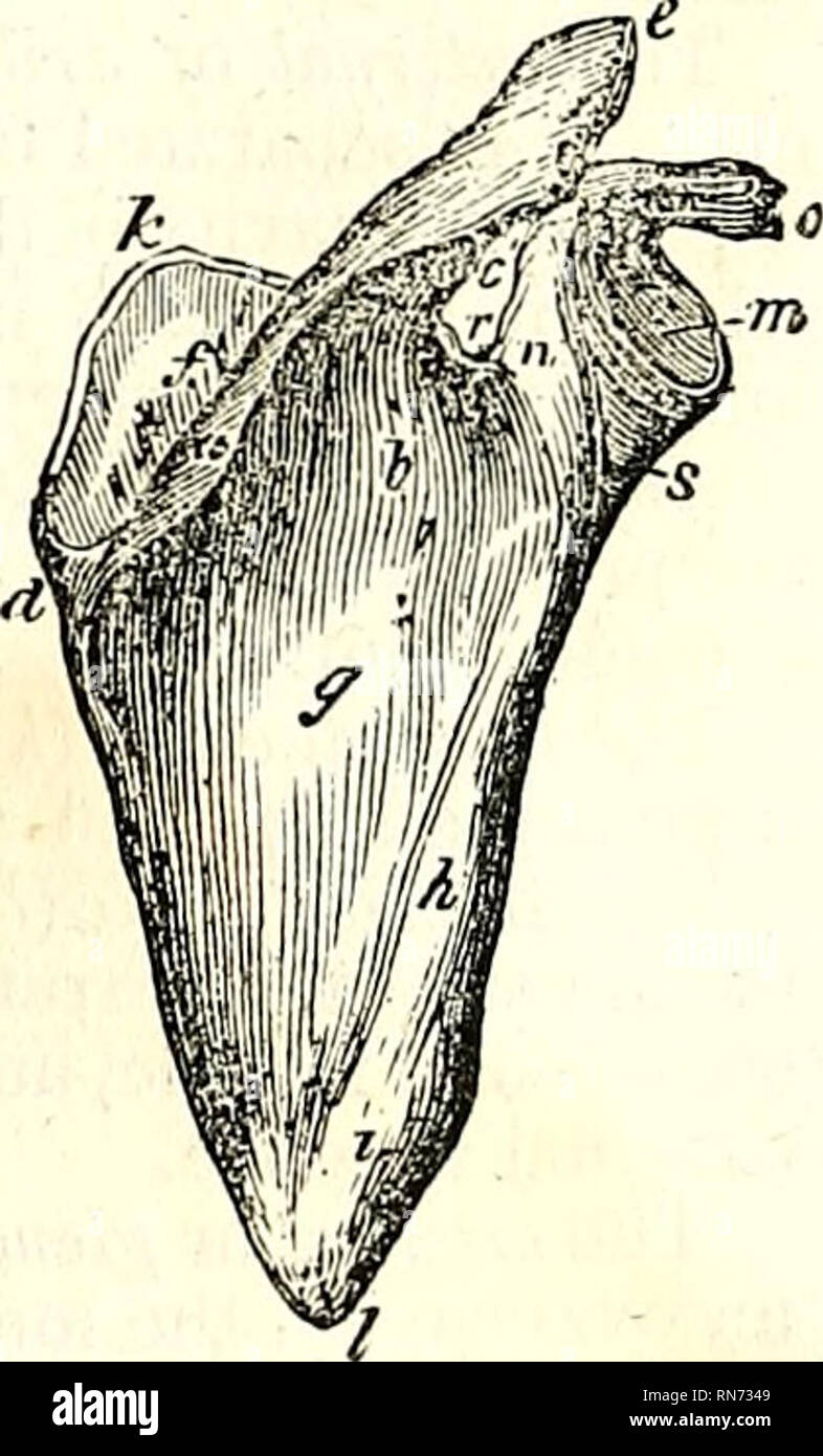 . The anatomy of the human body. Human anatomy; Anatomy. THE SCAPULA ...