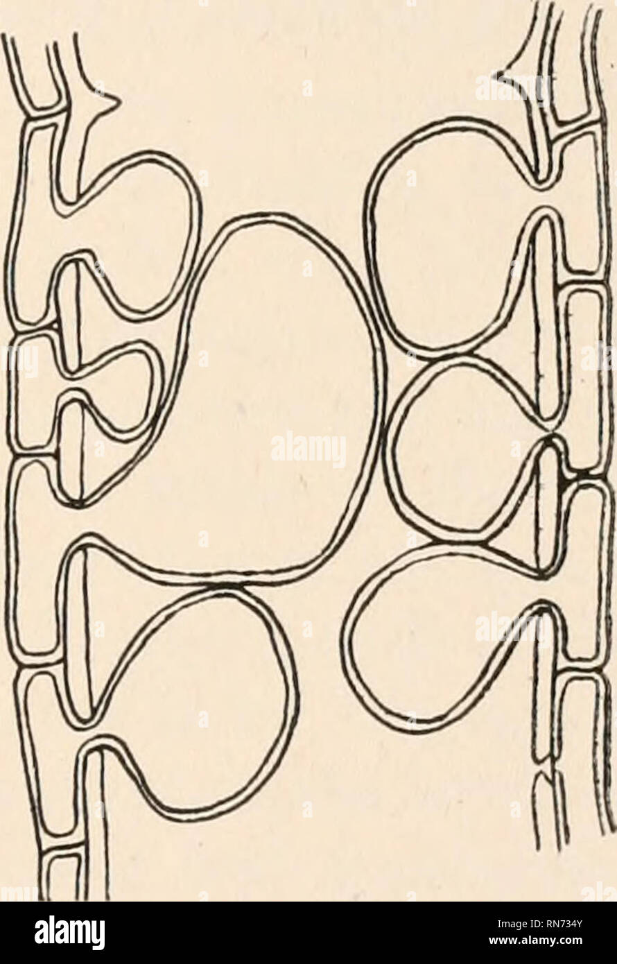 . The anatomy of woody plants. Botany -- Anatomy. FIG. 82.—Diagrammatic ...
