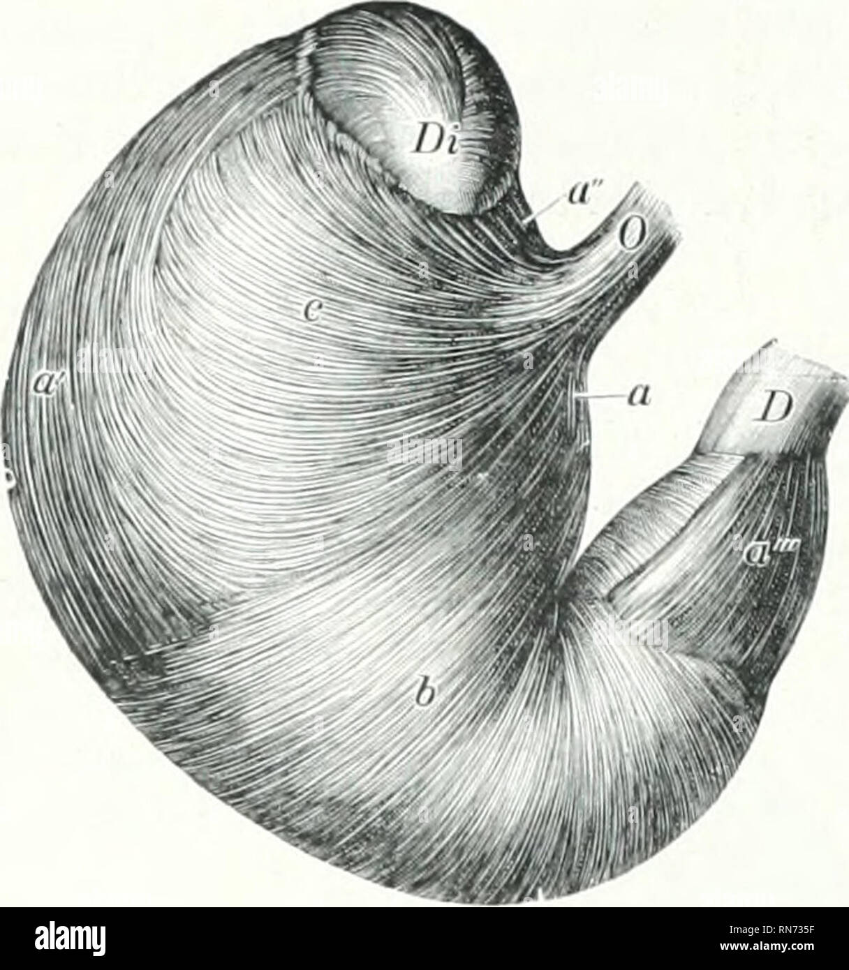 . The anatomy of the domestic animals. Veterinary anatomy. 484 ...