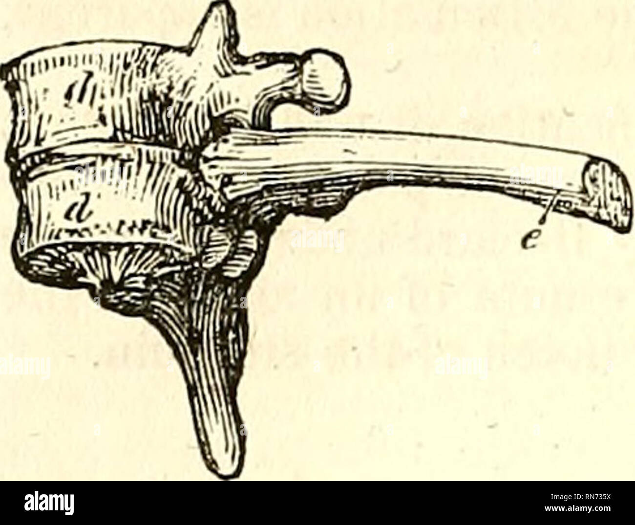 . The anatomy of the human body. Human anatomy; Anatomy. 68 OSTEOLOGY ...