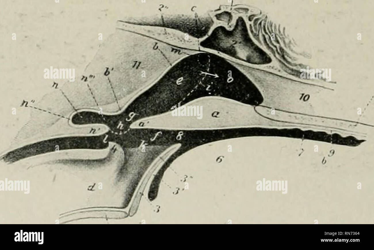 Pig anatomy system hi-res stock photography and images - Alamy
