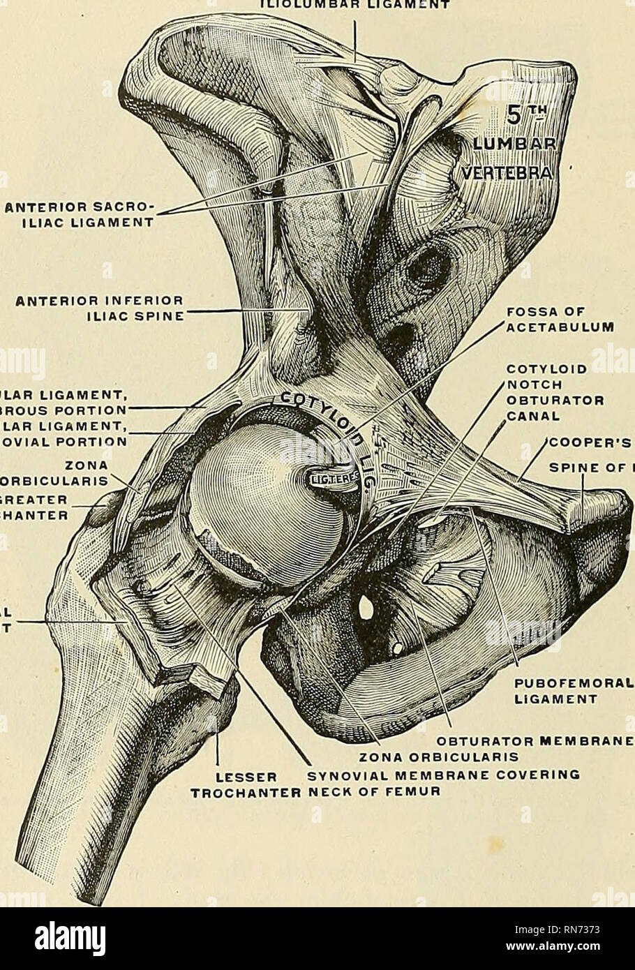 . Anatomy, descriptive and applied. Anatomy. 326 THE ARTICULATIONS, OR ...