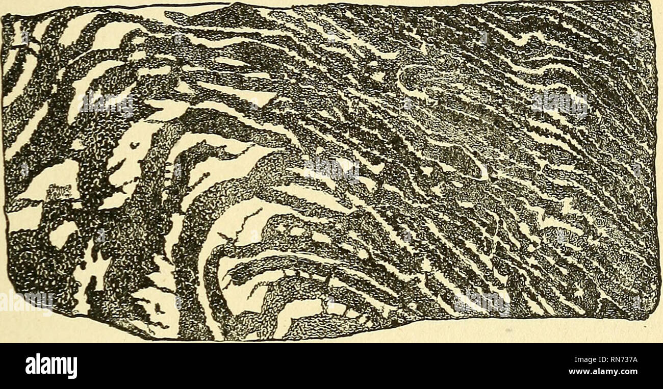 . The ancient life-history of the earth; a comprehensive outline of the ...