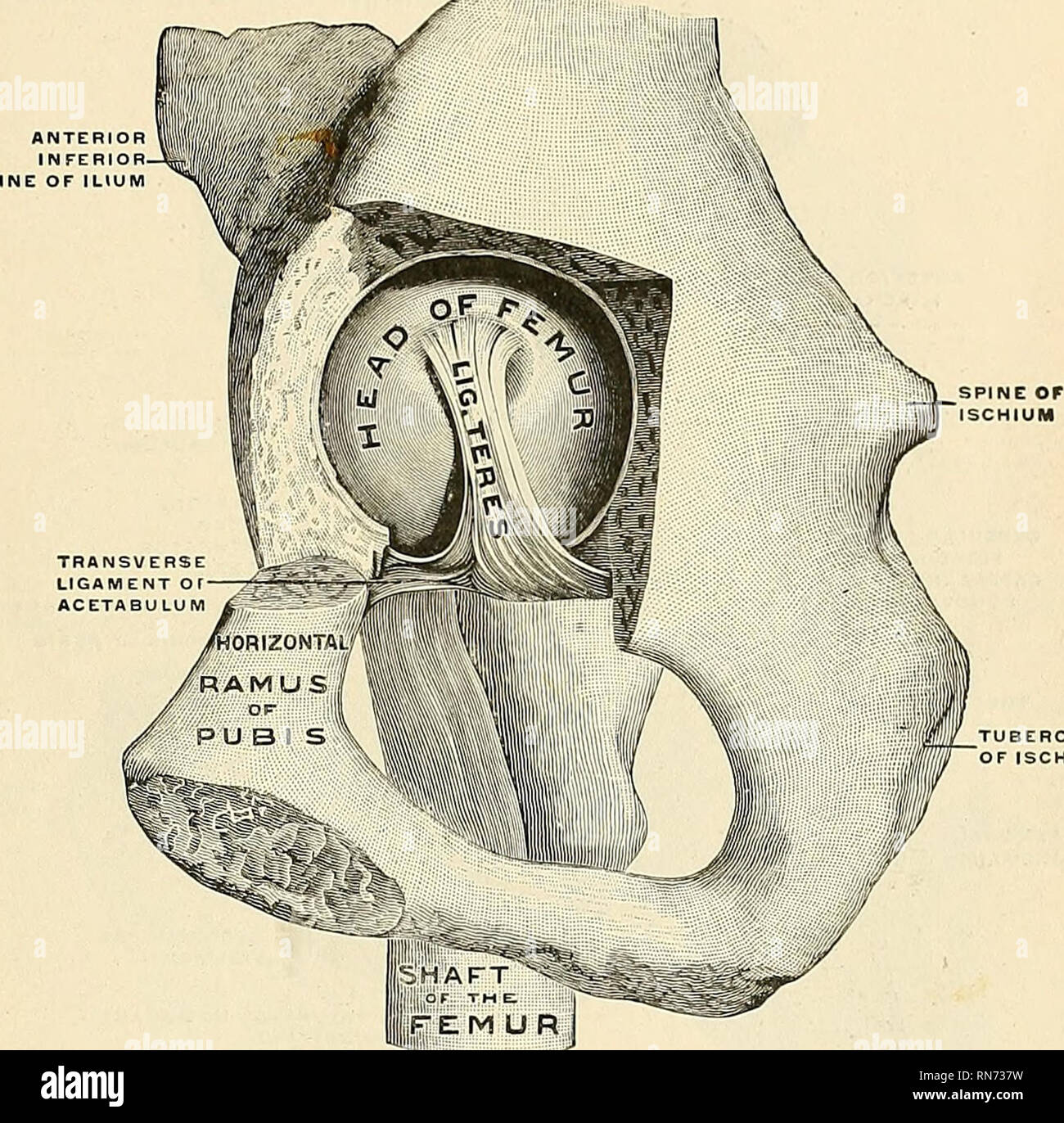 . Anatomy, descriptive and applied. Anatomy. THE HIP JOINT 325 the ...