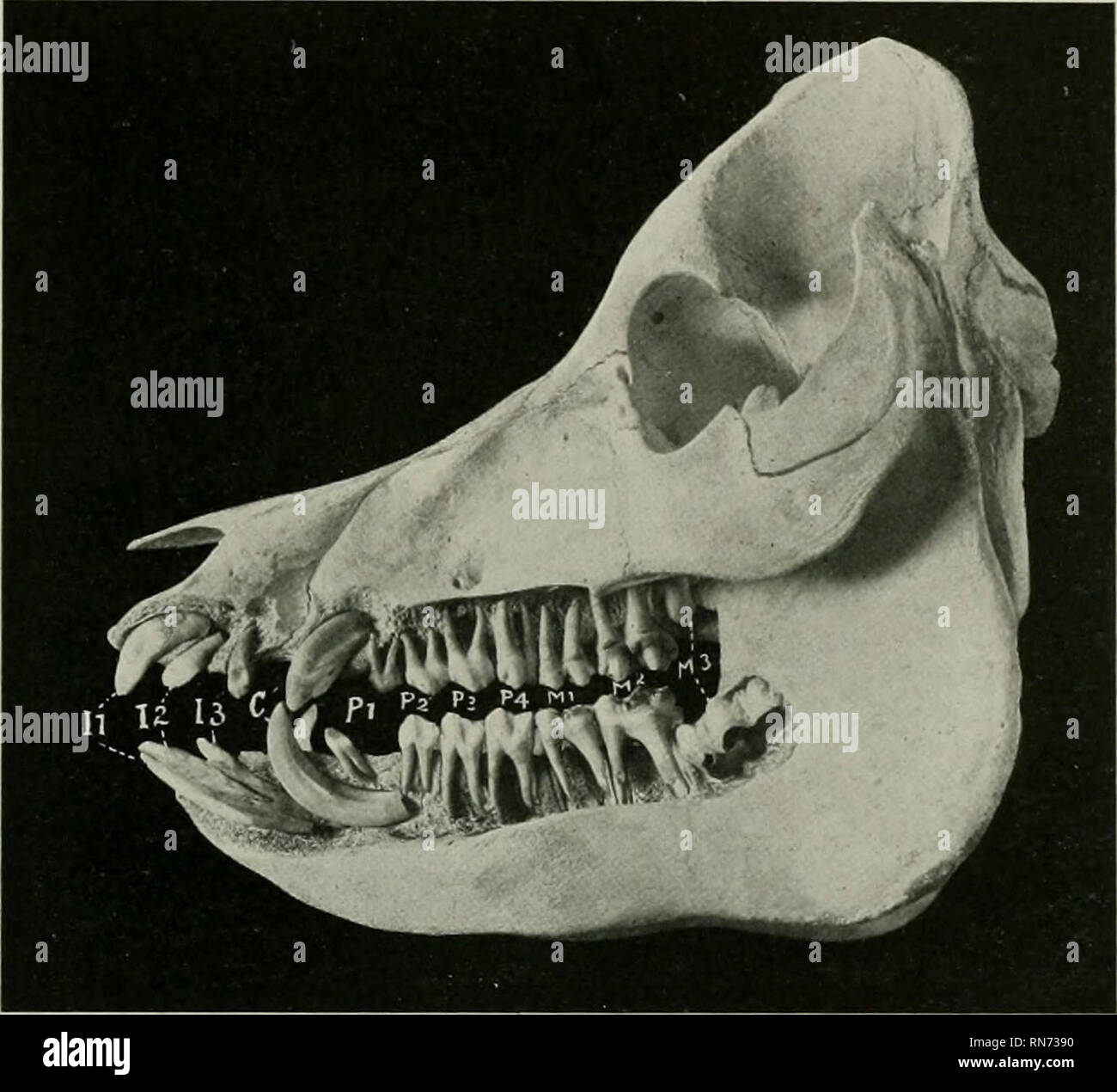 Pig Teeth Anatomy