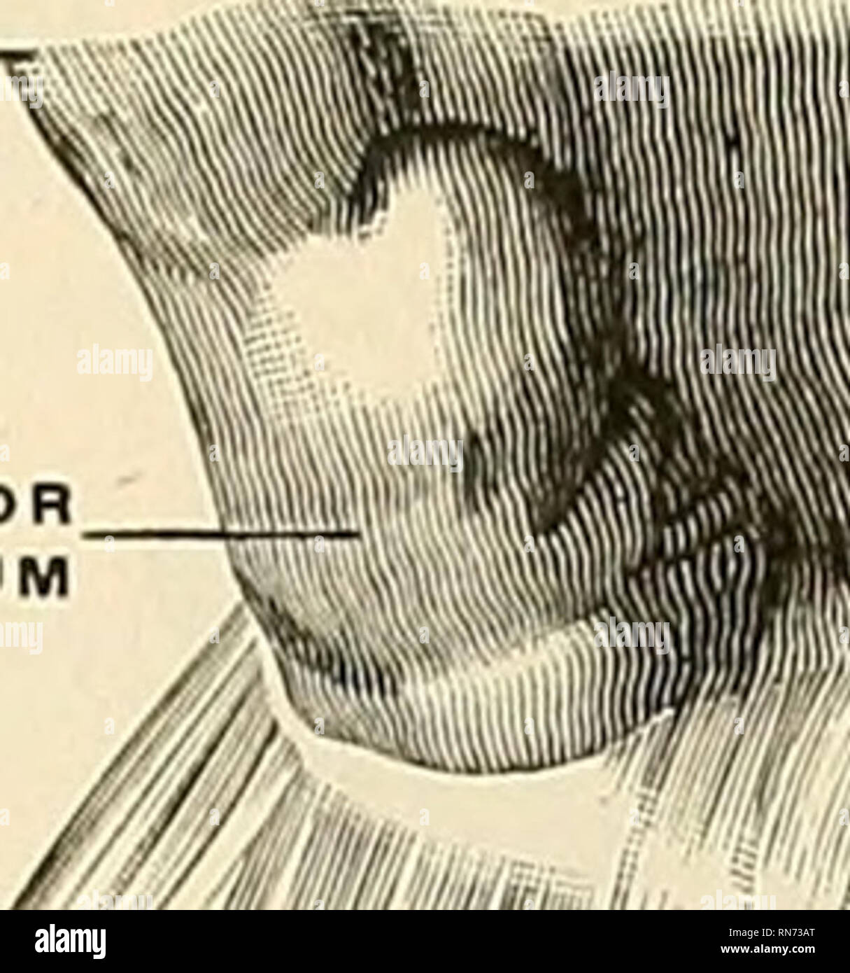 Pubic ramus hi-res stock photography and images - Alamy