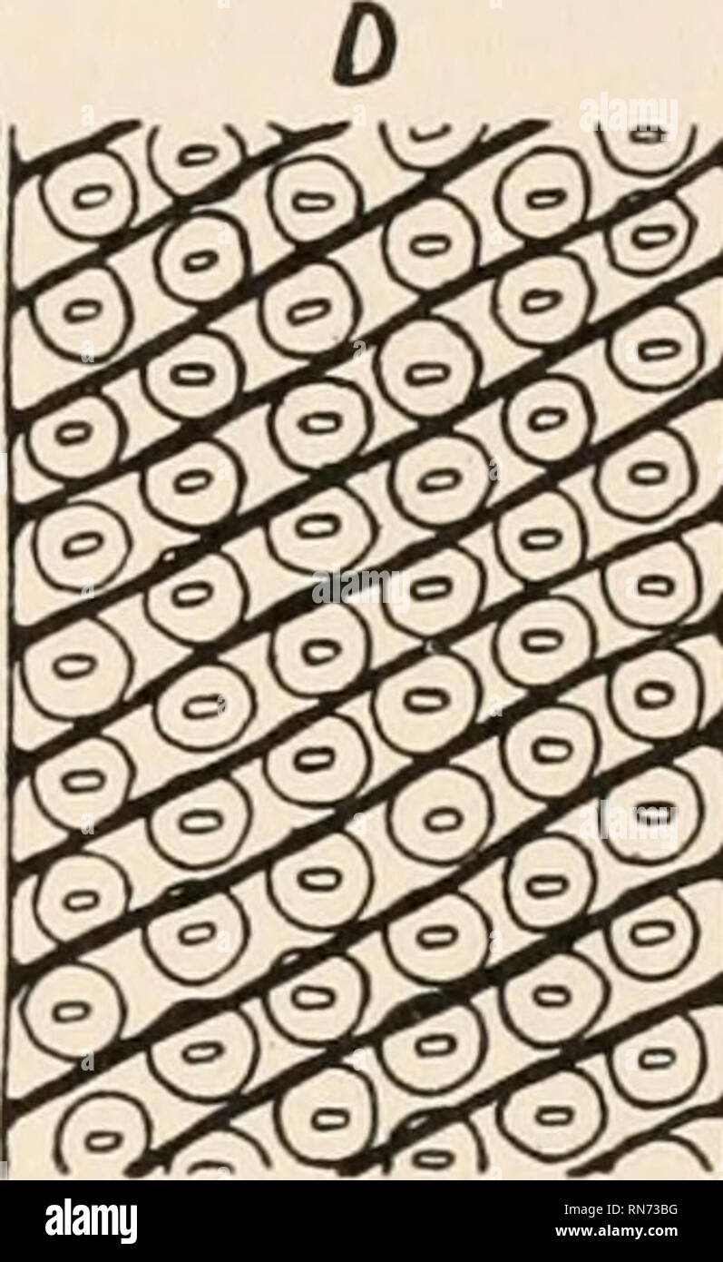 . The anatomy of woody plants. Botany -- Anatomy. v£/^S/V-V2/ 0. FIG ...