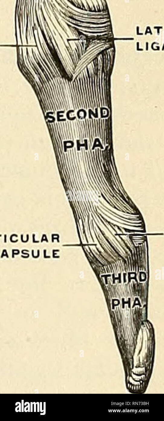 . Anatomy, descriptive and applied. Anatomy. ARTICULAR CAPSULE XI ...