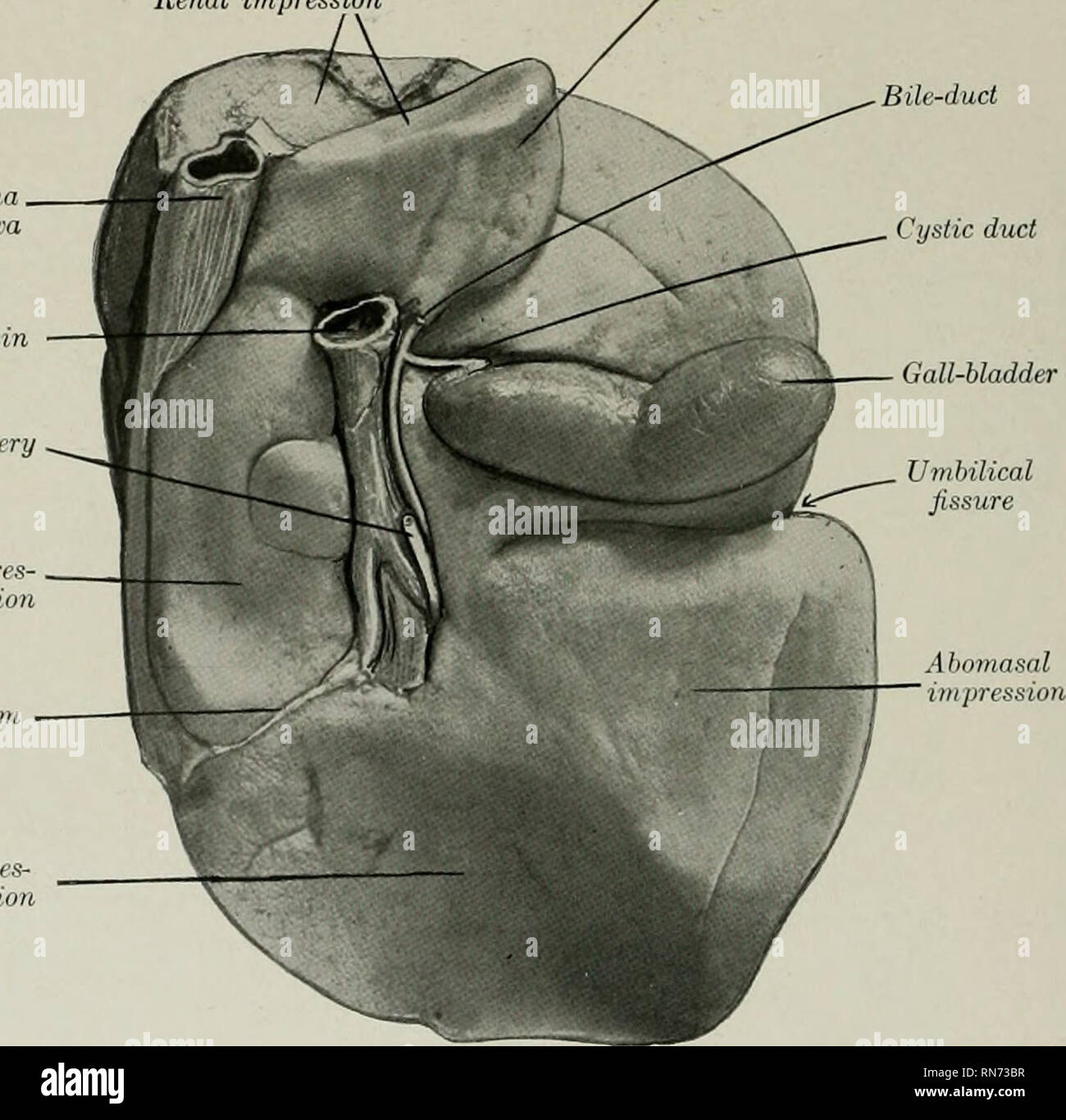 Chief gall hi-res stock photography and images - Alamy