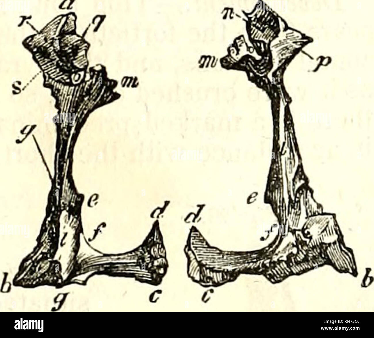 . The anatomy of the human body. Human anatomy; Anatomy. PALATE BONES ...