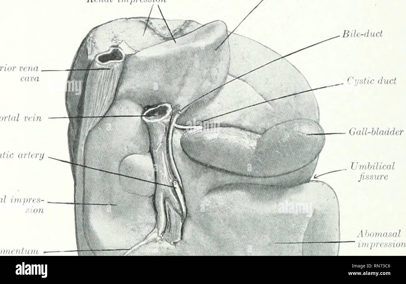 . The anatomy of the domestic animals. Veterinary anatomy. 476 ...
